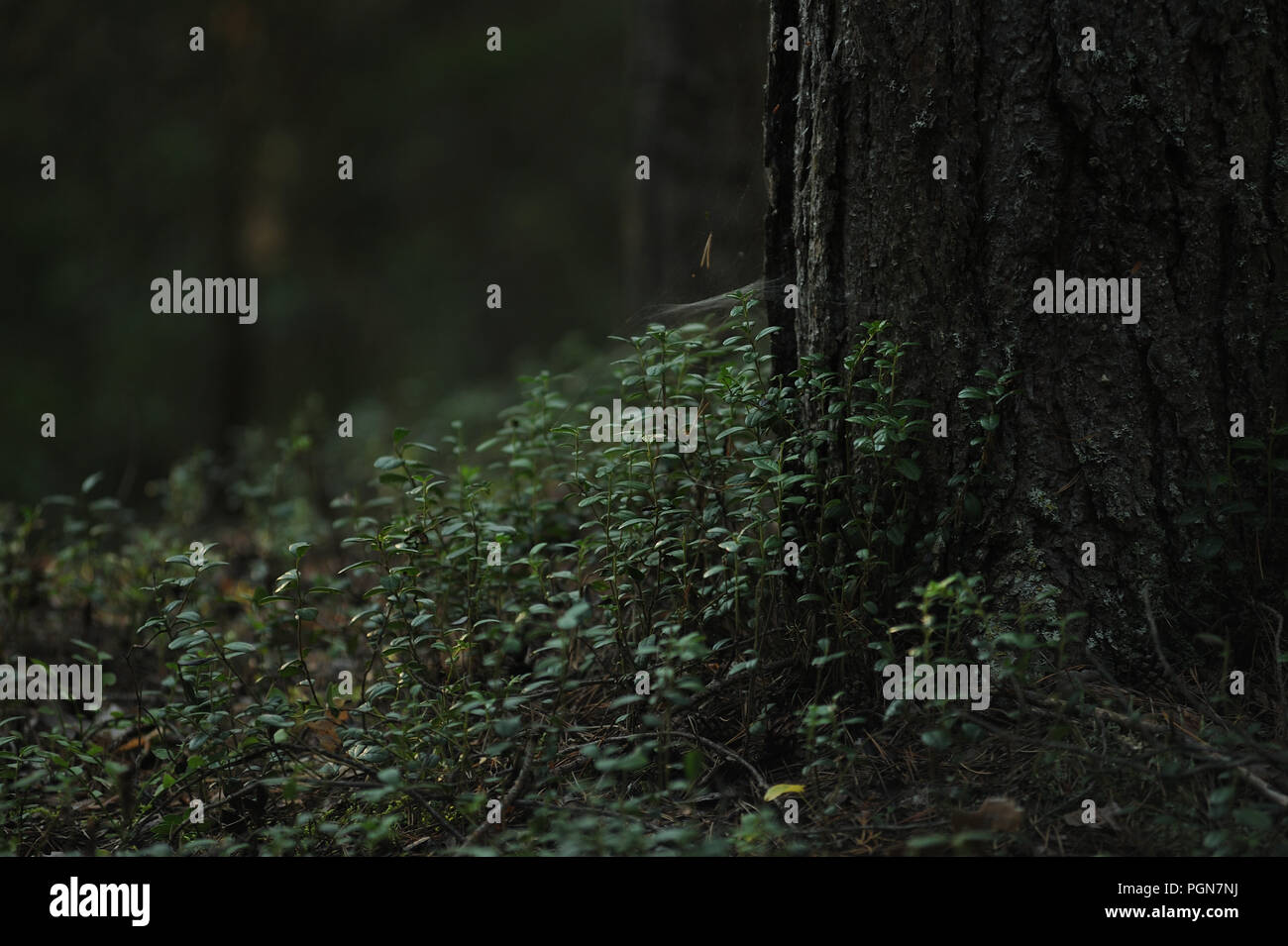 Beautiful shot small tree hi-res stock photography and images - Alamy