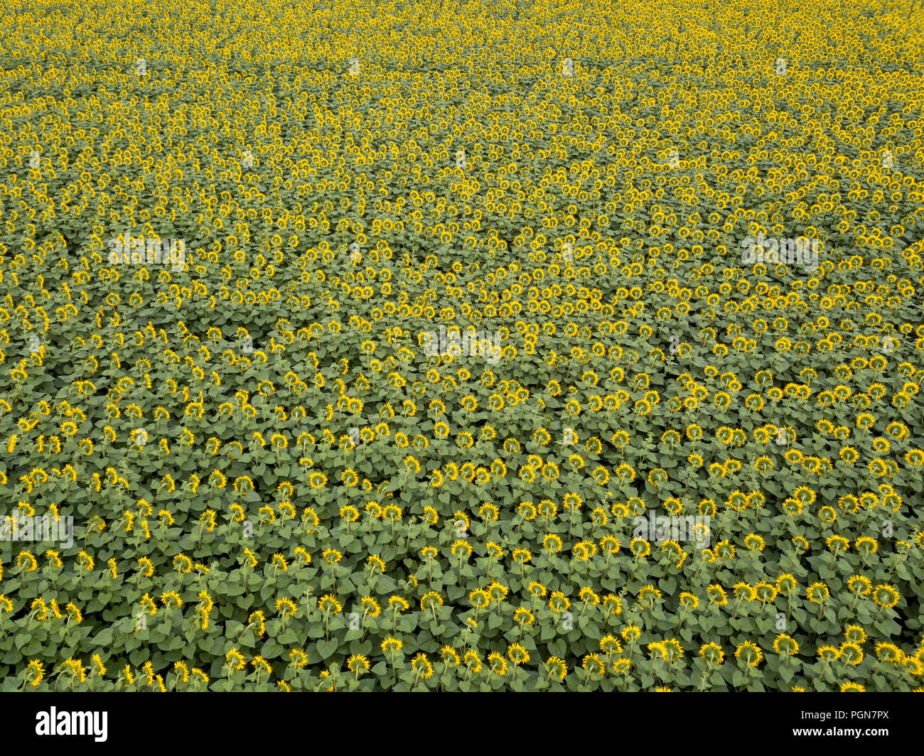 Bird's eye view from drone to agricultured field of blooming sunflowers ...