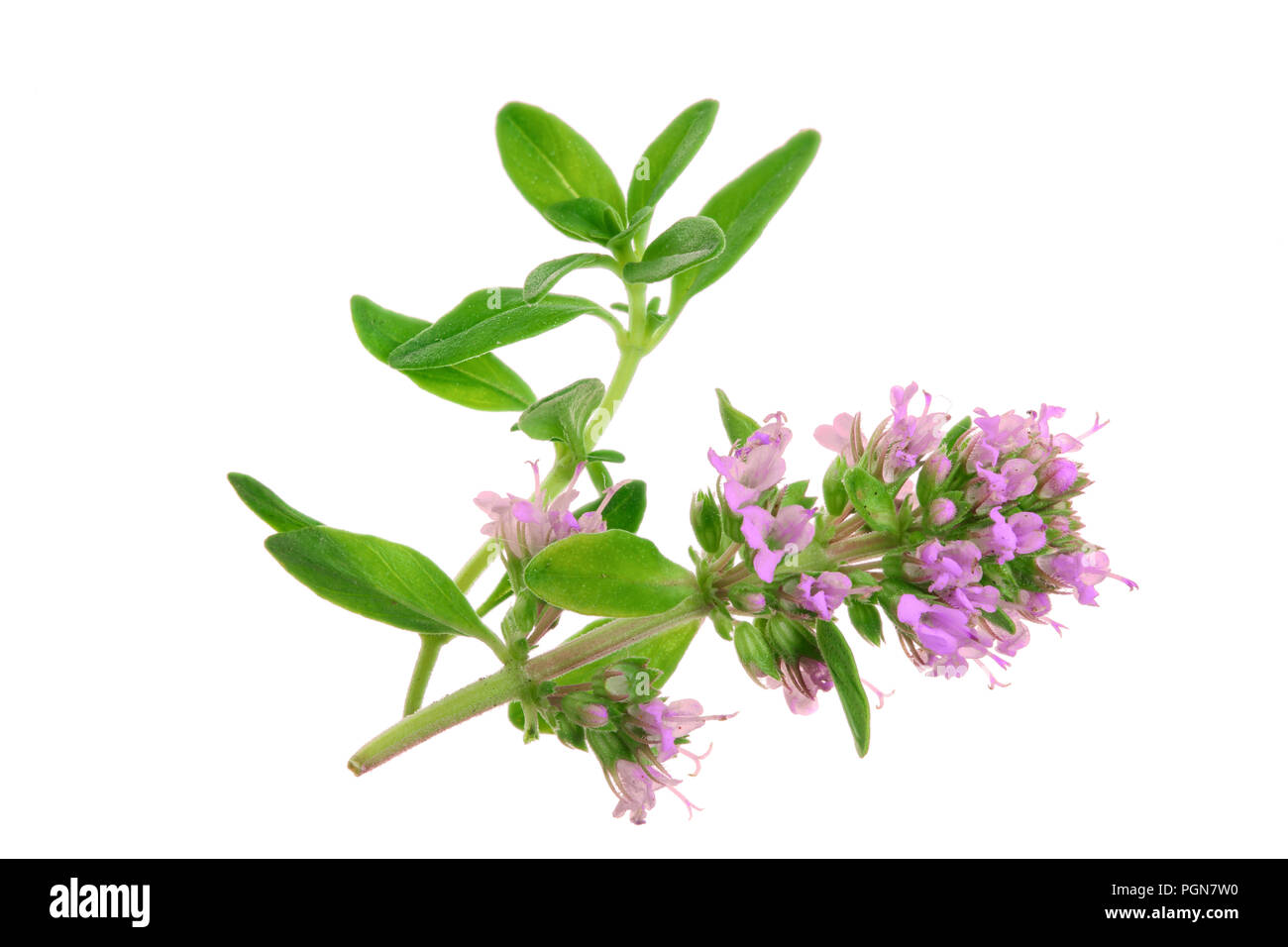 flowering twig thyme spice isolated on white background Stock Photo - Alamy