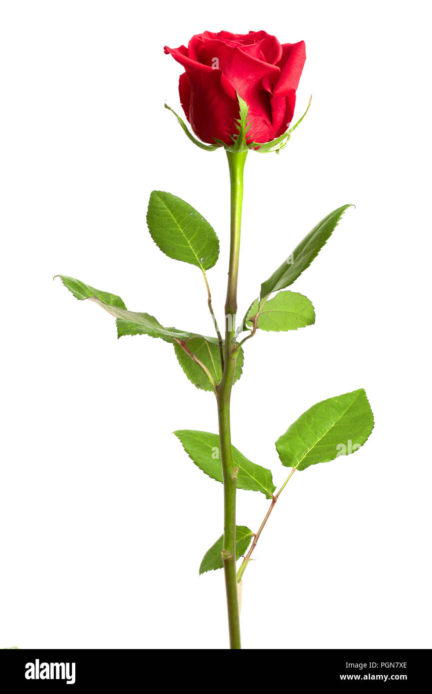beautiful red rose isolated on white background Stock Photo - Alamy