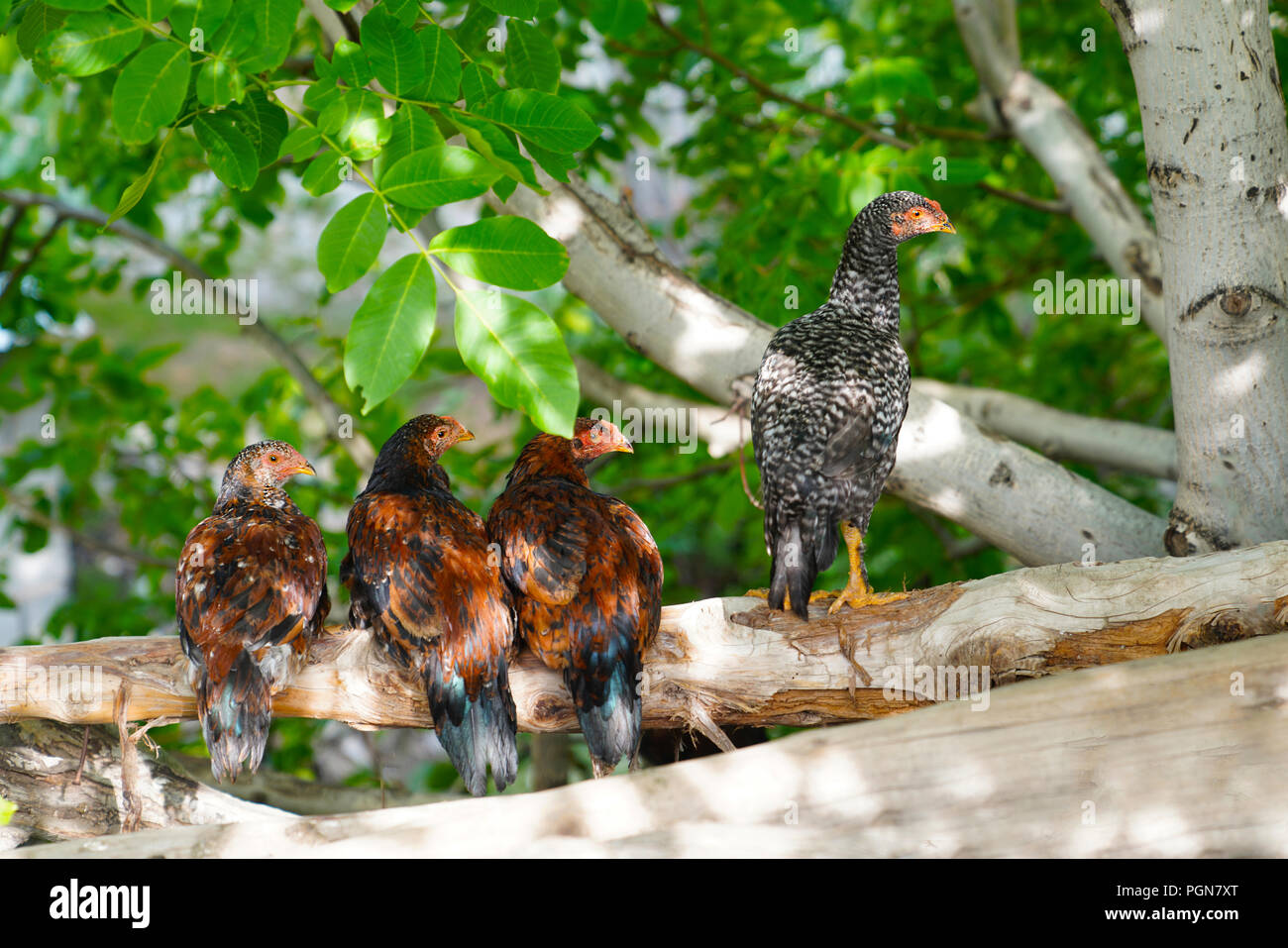 Free range colorful hens sitting on a tree branch Stock Photo - Alamy