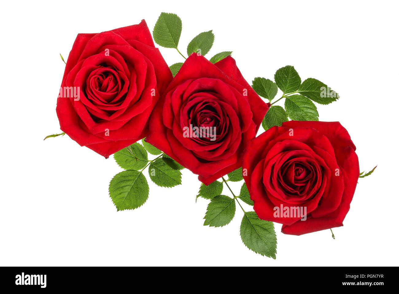 beautiful red rose isolated on white background Stock Photo - Alamy