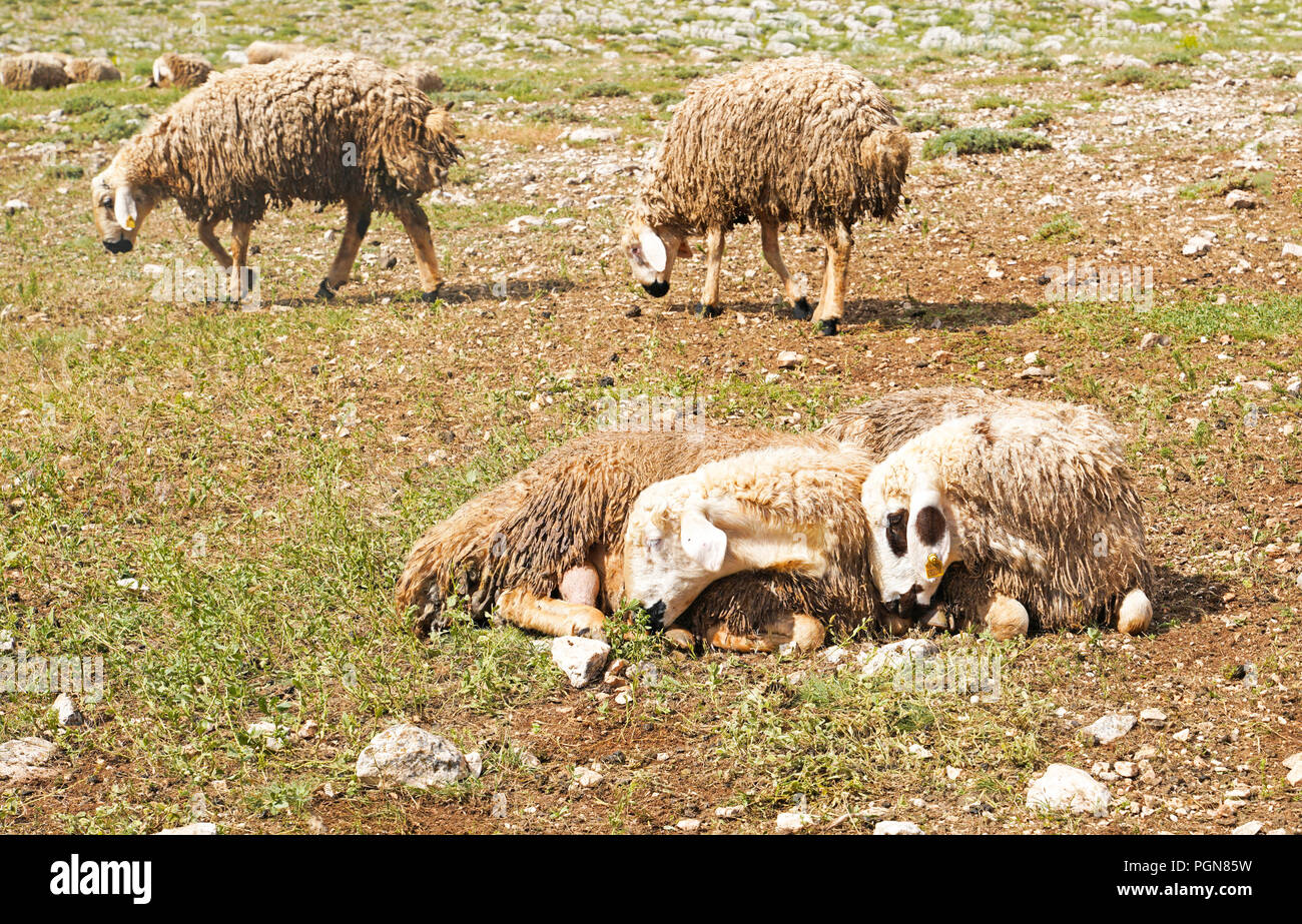 Sheep are lying and standing on posture, concept of closest friend ...