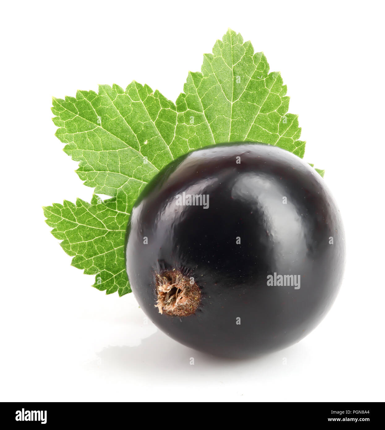 one black currant with leaf isolated on white background Stock Photo ...