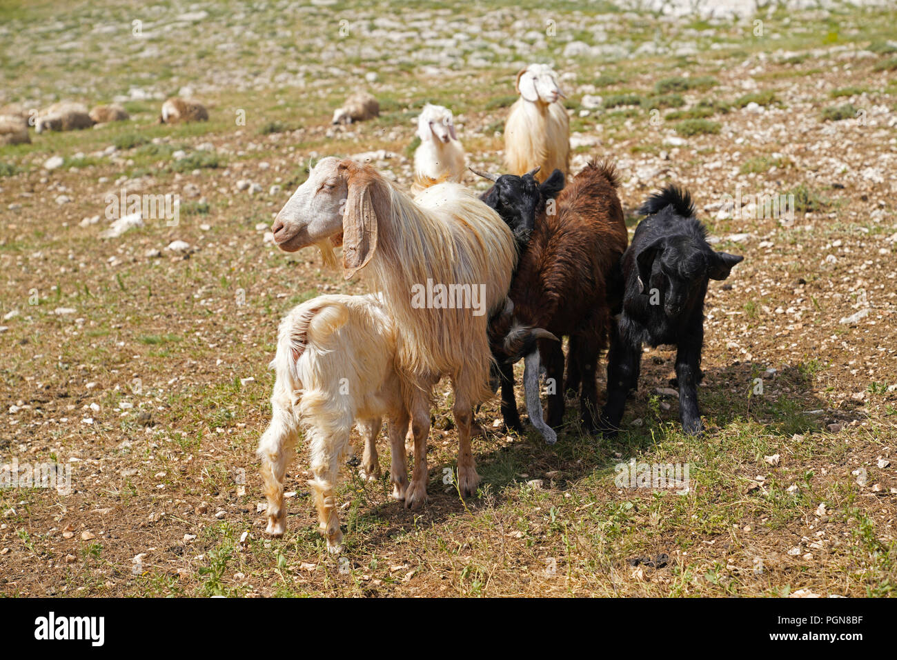 Goats are standing on posture Stock Photo - Alamy