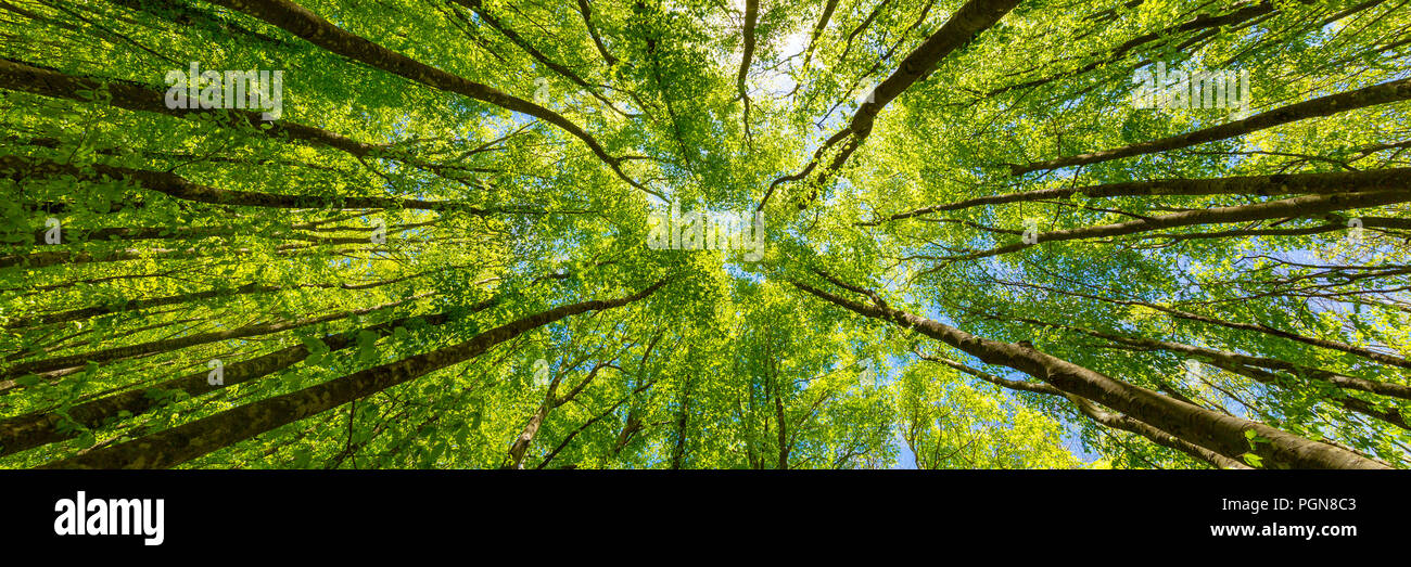 Sun shining through the tops of trees hi-res stock photography and ...