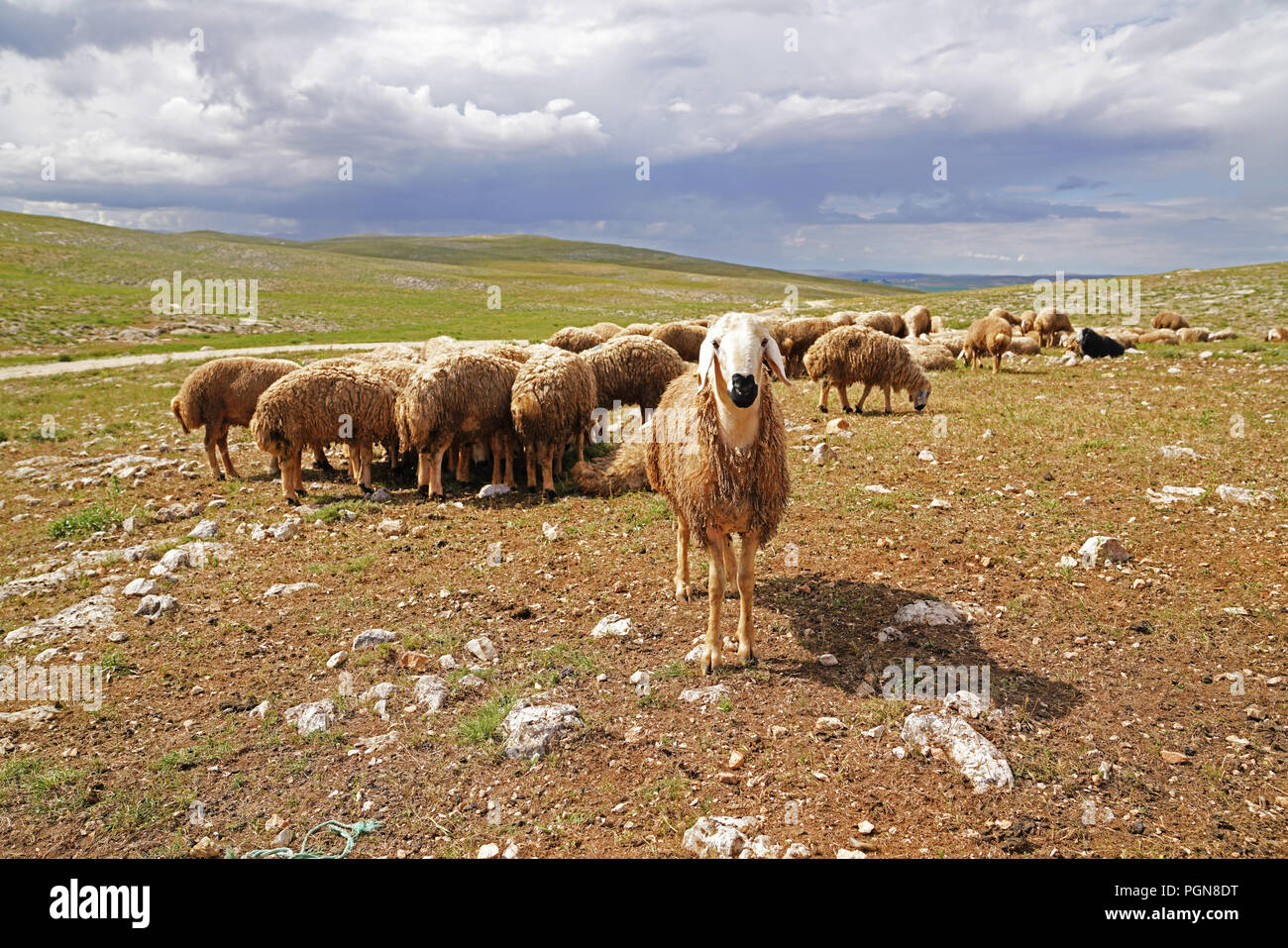 Number sheep hi-res stock photography and images - Alamy