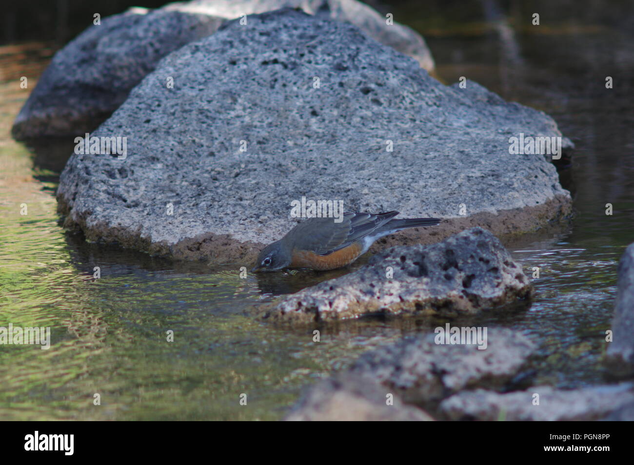 American Robin gets a water break Stock Photo - Alamy