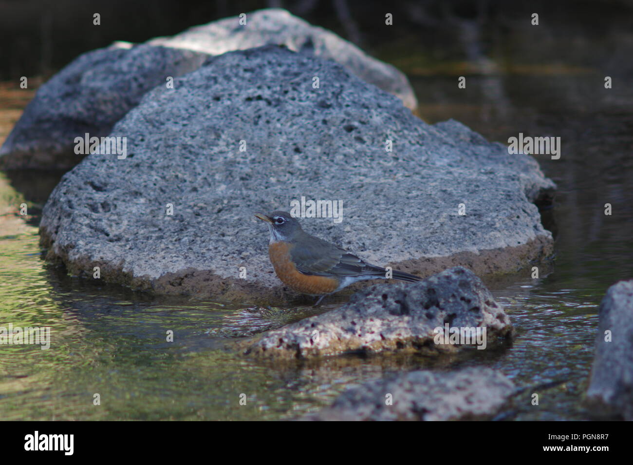 American Robin gets a water break Stock Photo - Alamy