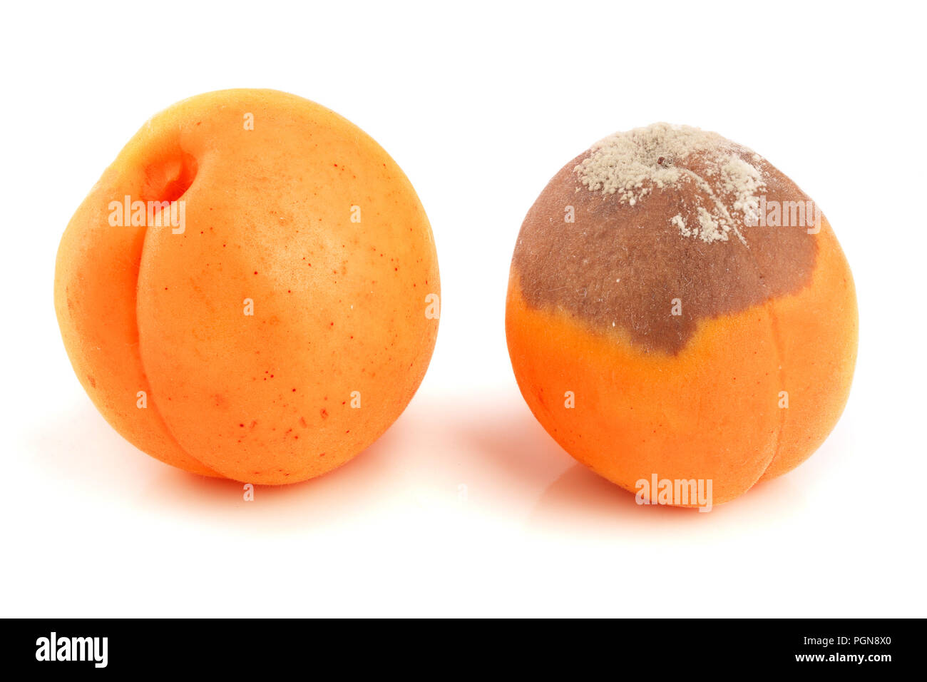 rotten and good apricot isolated on white background closeup Stock ...