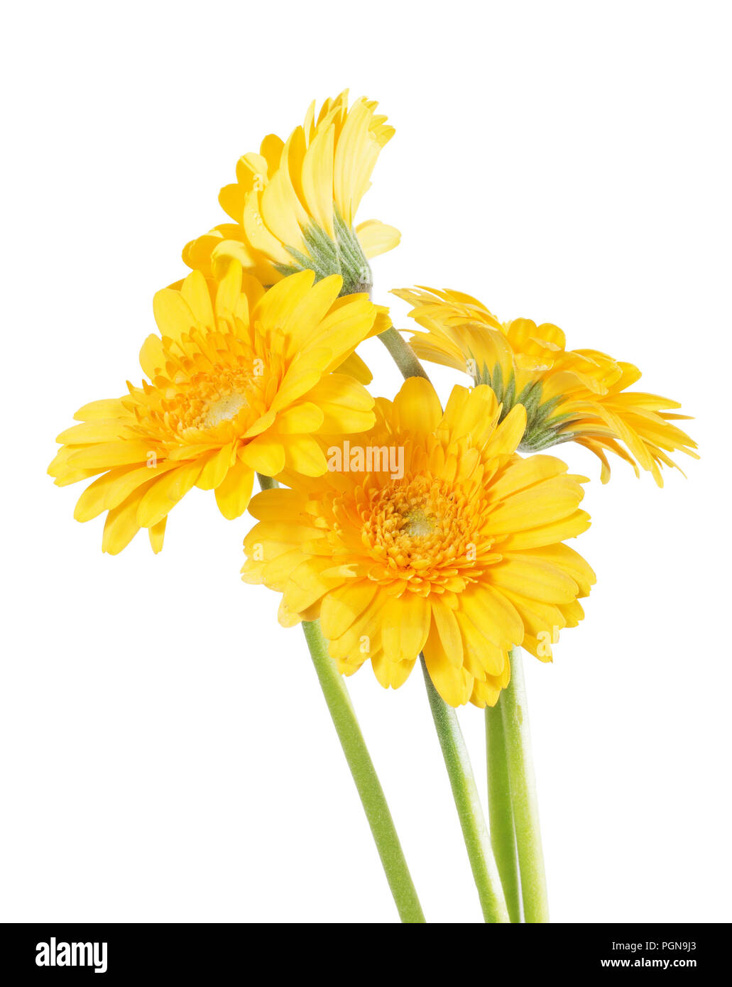 Yellow Germini isolated Stock Photo - Alamy