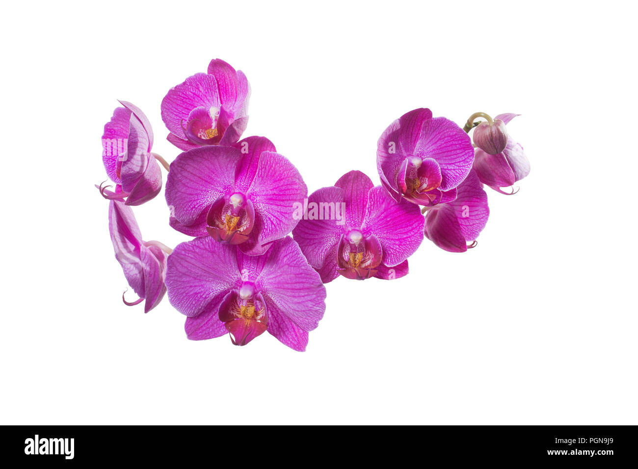 Small Orchids Stock Photos & Small Orchids Stock Images - Alamy
