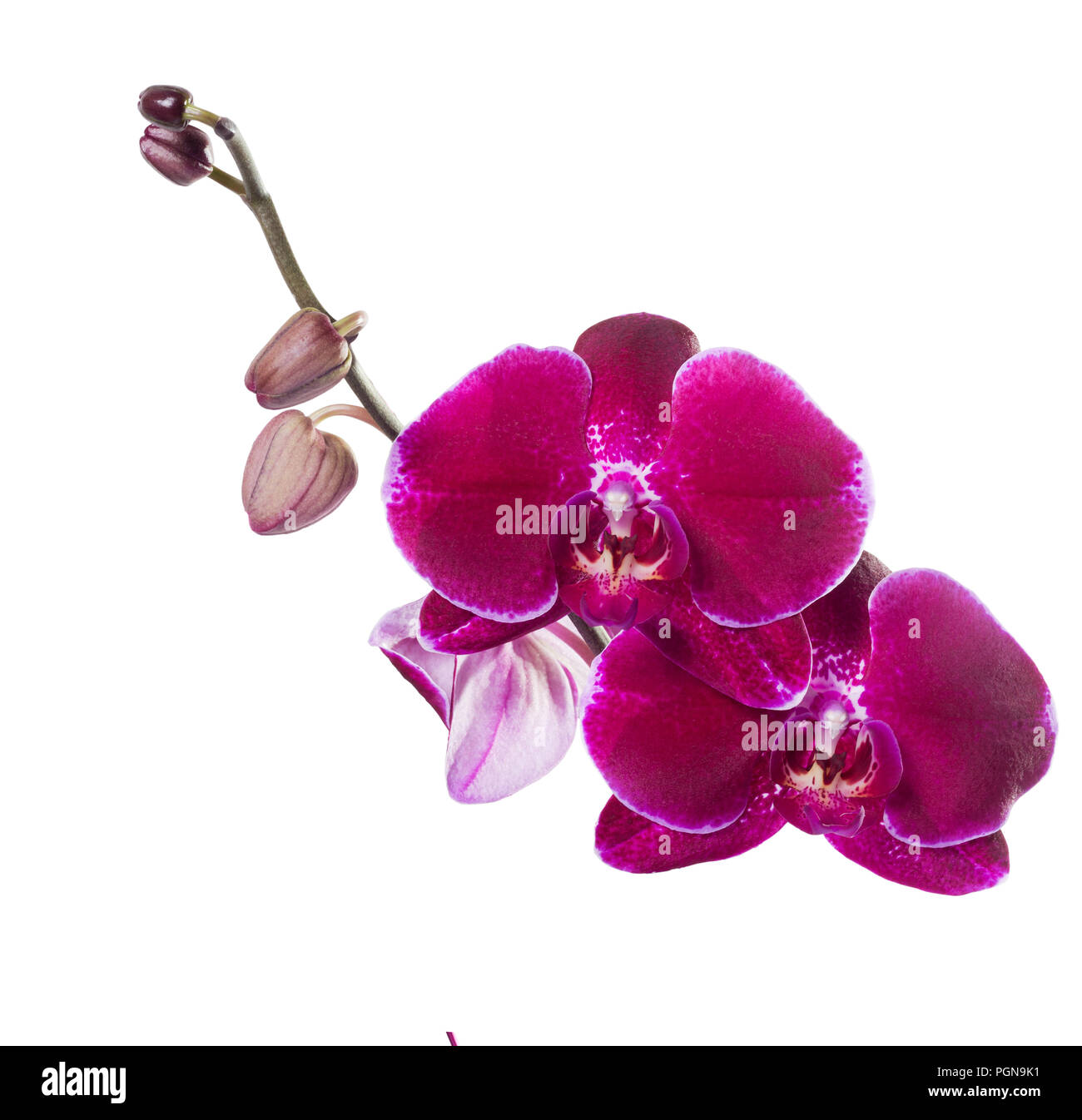 Orchid phalaenopsis red isolated Stock Photo - Alamy