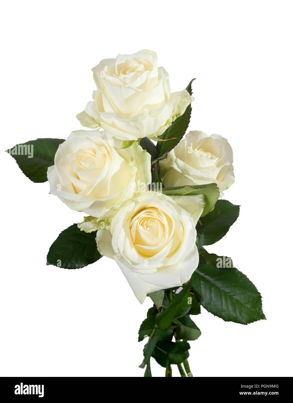 White roses isolated Stock Photo - Alamy