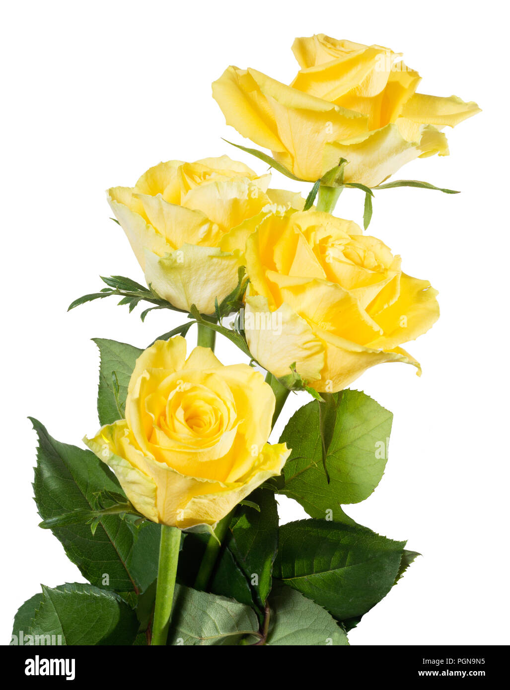 yellow roses isolated Stock Photo - Alamy