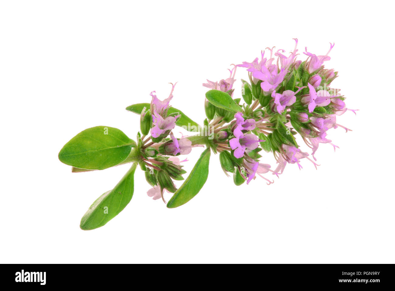 flowering twig thyme spice isolated on white background Stock Photo - Alamy