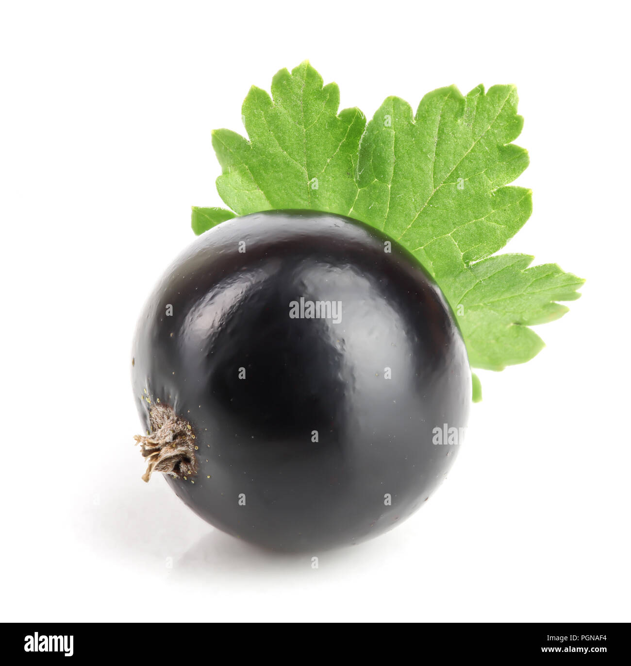 one black currant with leaf isolated on white background Stock Photo ...