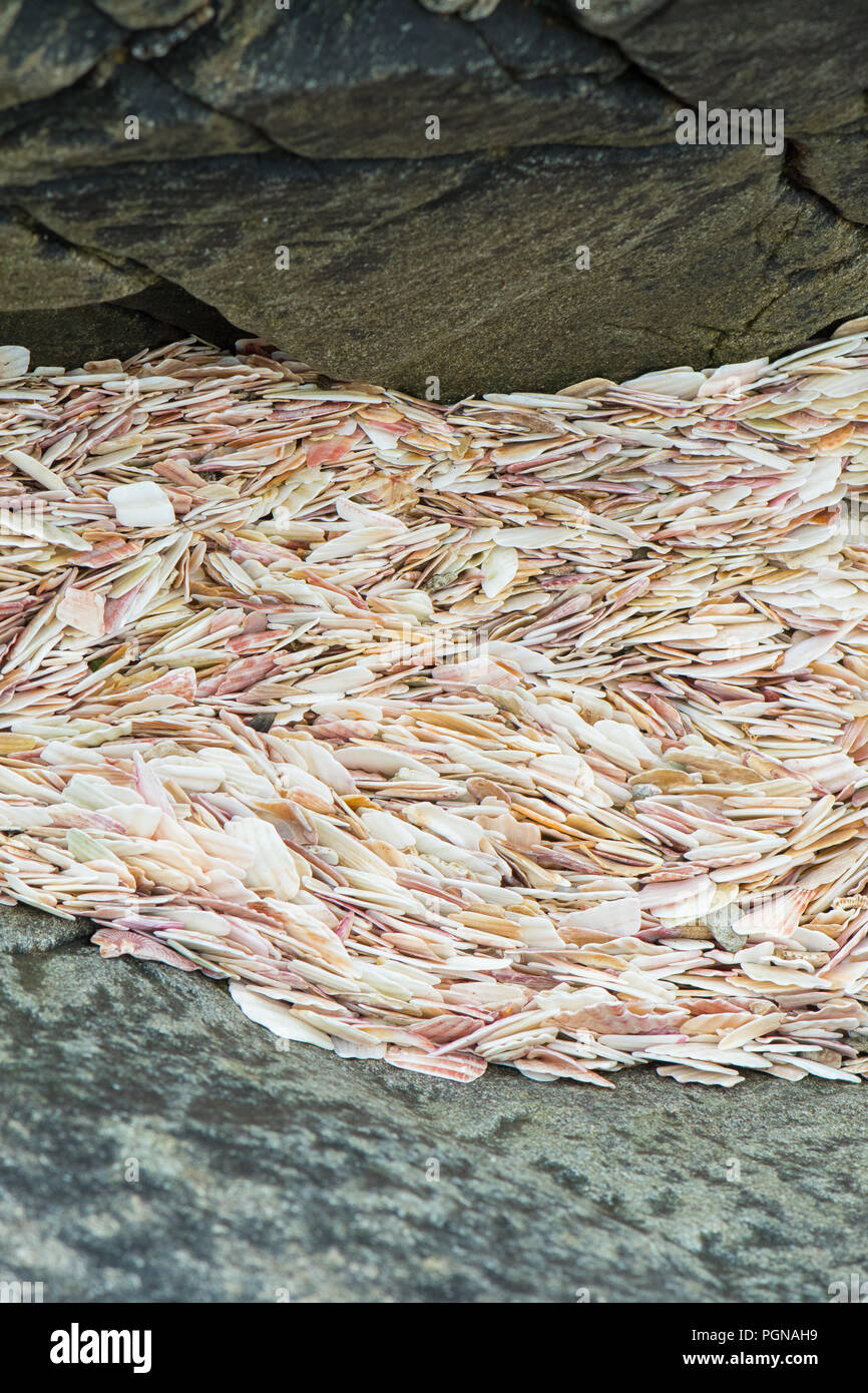Broken clam shells hi-res stock photography and images - Alamy