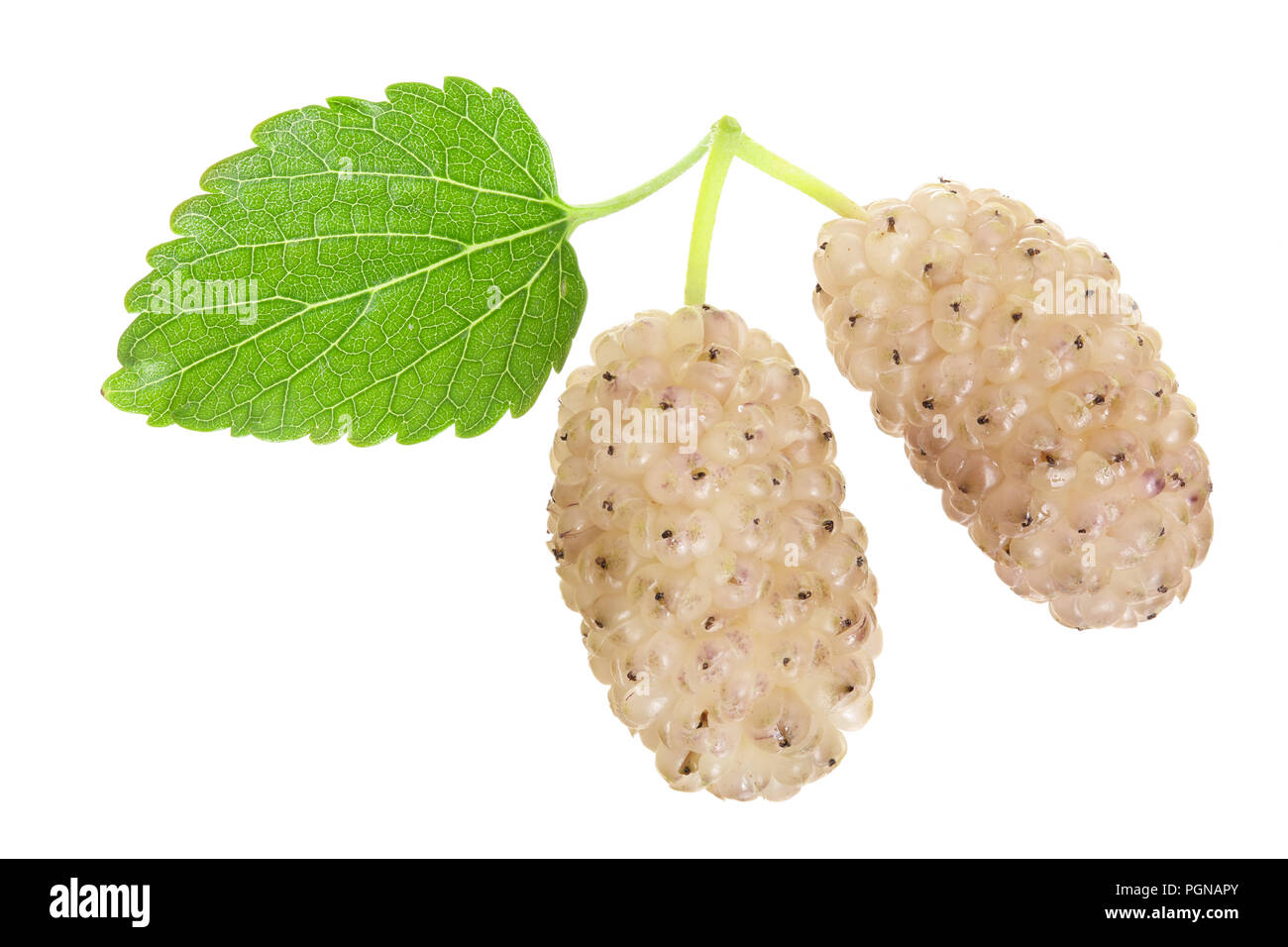 Fresh ripe white Mulberry berry with leaf isolated on white background ...