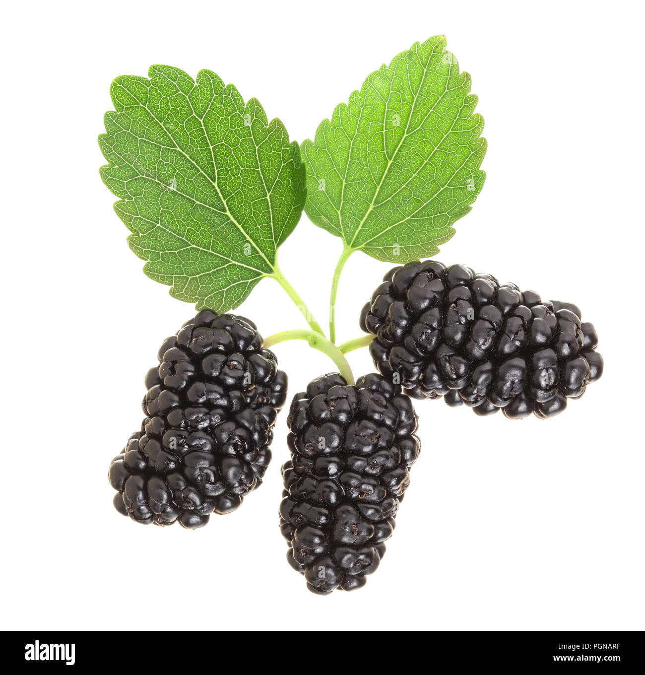 Mulberry berry with leaf isolated on white background macro Stock Photo ...