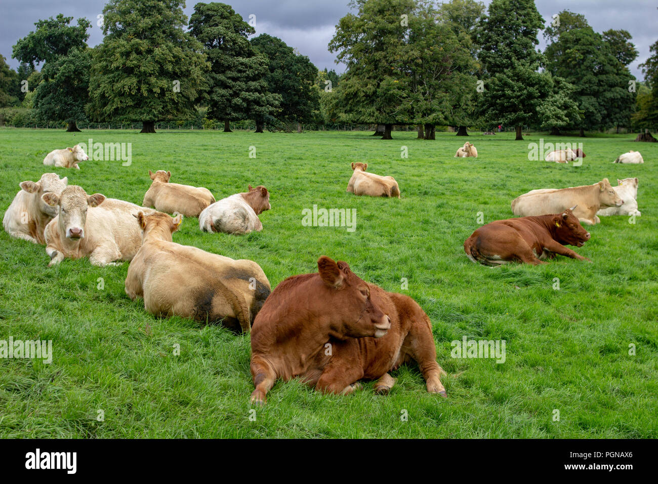 A group of cows looking very relaxed lying down in a luscious field of ...