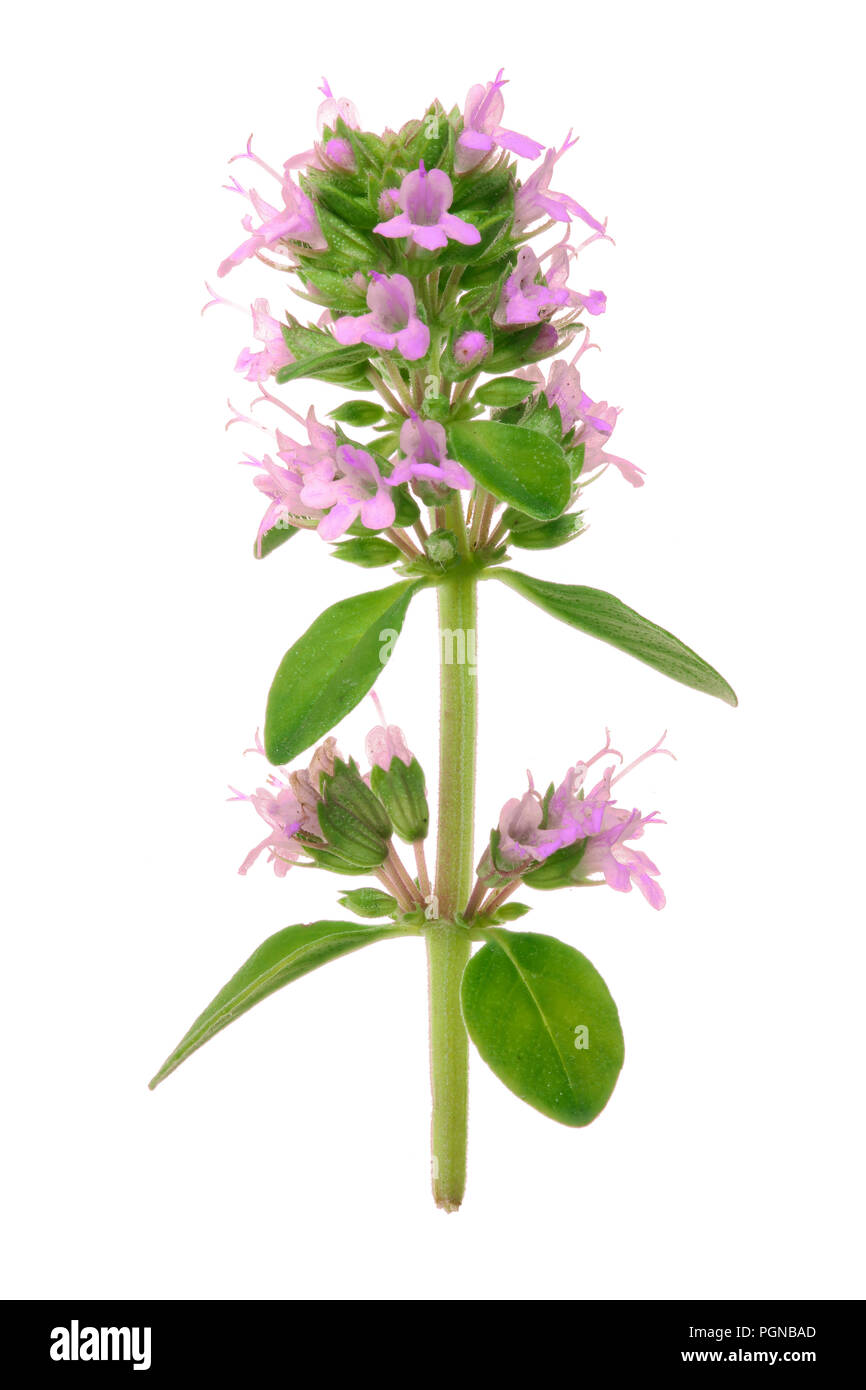flowering twig thyme spice isolated on white background Stock Photo - Alamy
