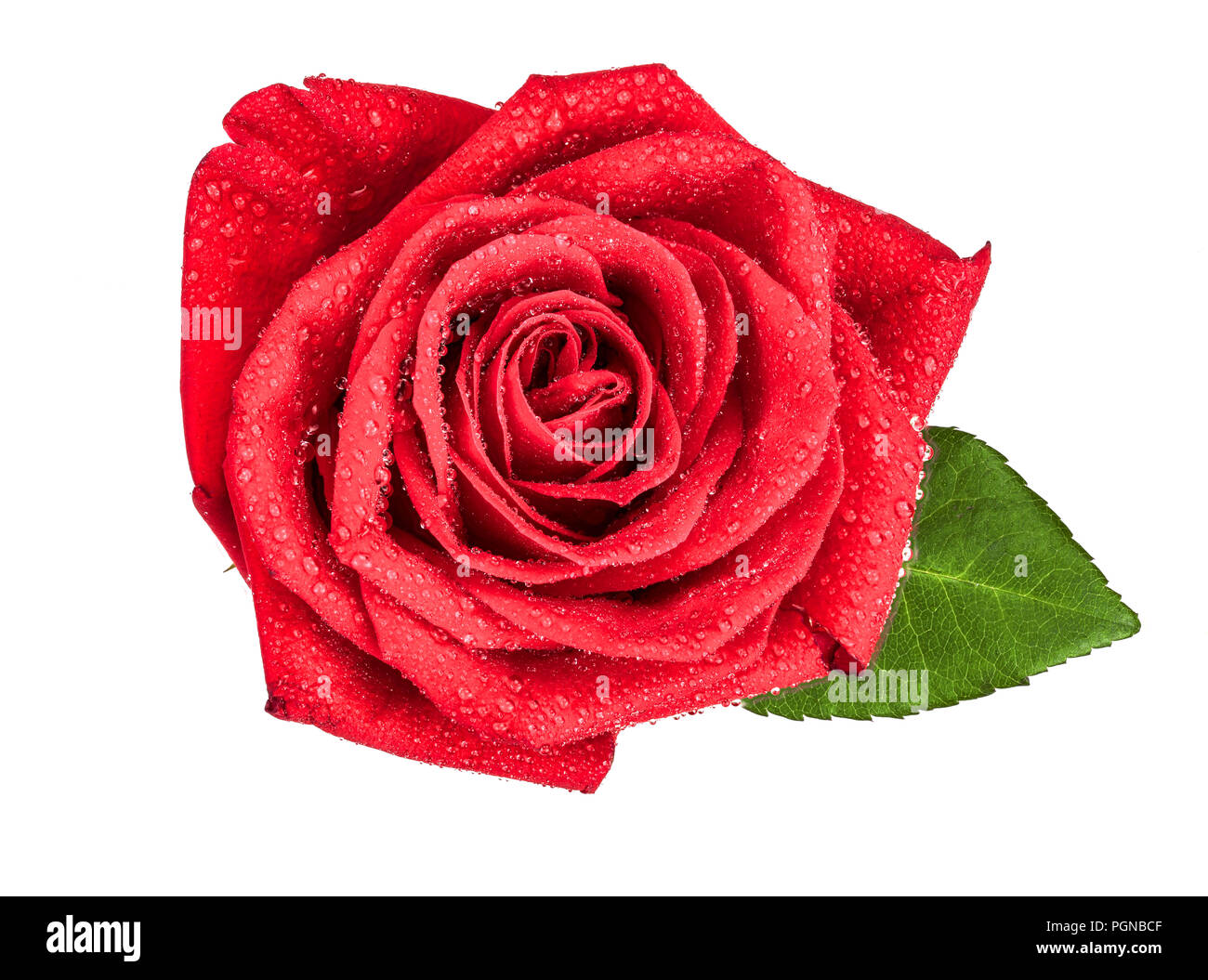 beautiful red rose with dew drops isolated on white background Stock ...