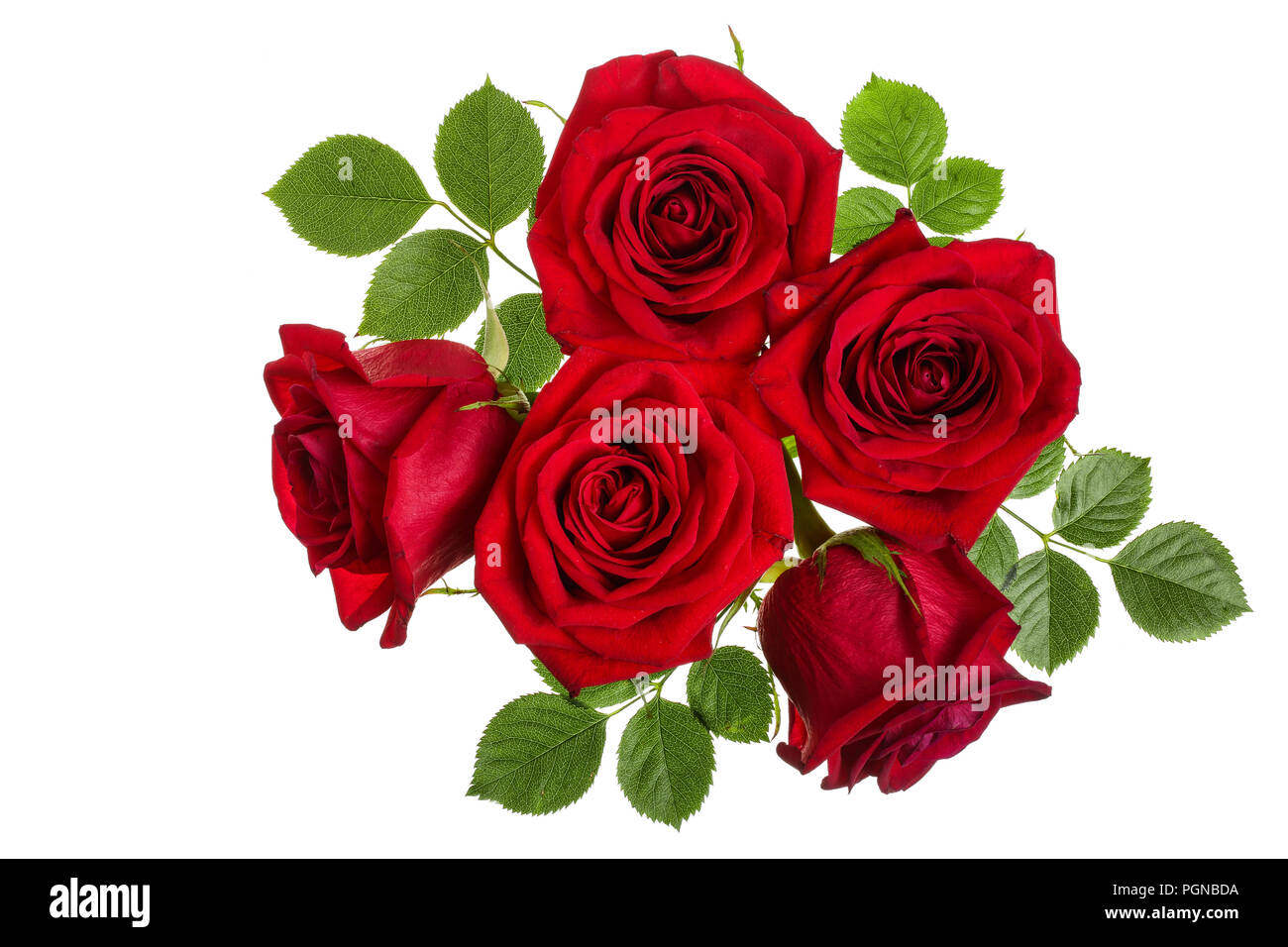 beautiful red rose isolated on white background Stock Photo - Alamy