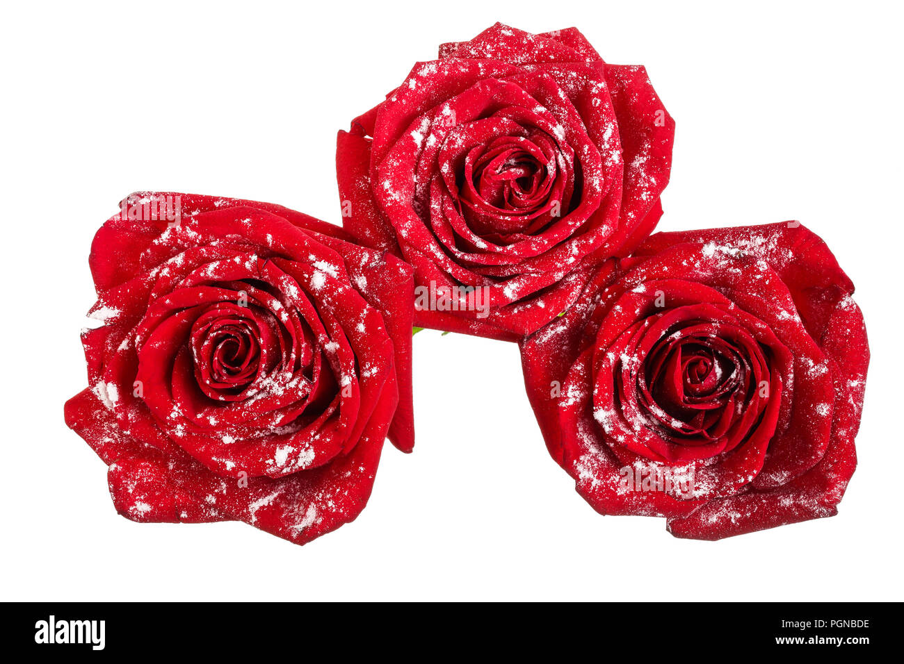 beautiful red rose in powdered sugar isolated on white background Stock ...