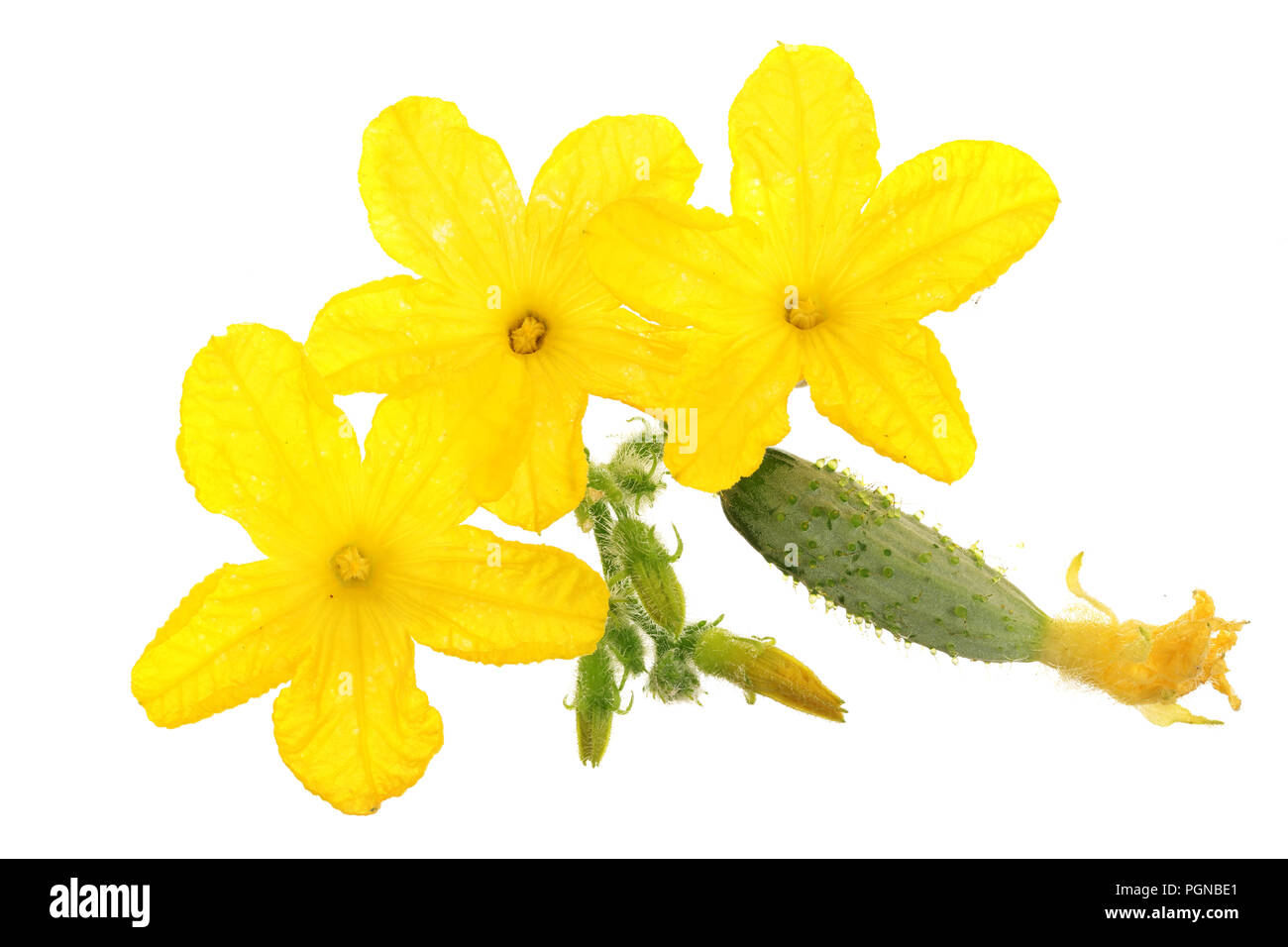 Cucumber with flower isolated on white background Stock Photo - Alamy