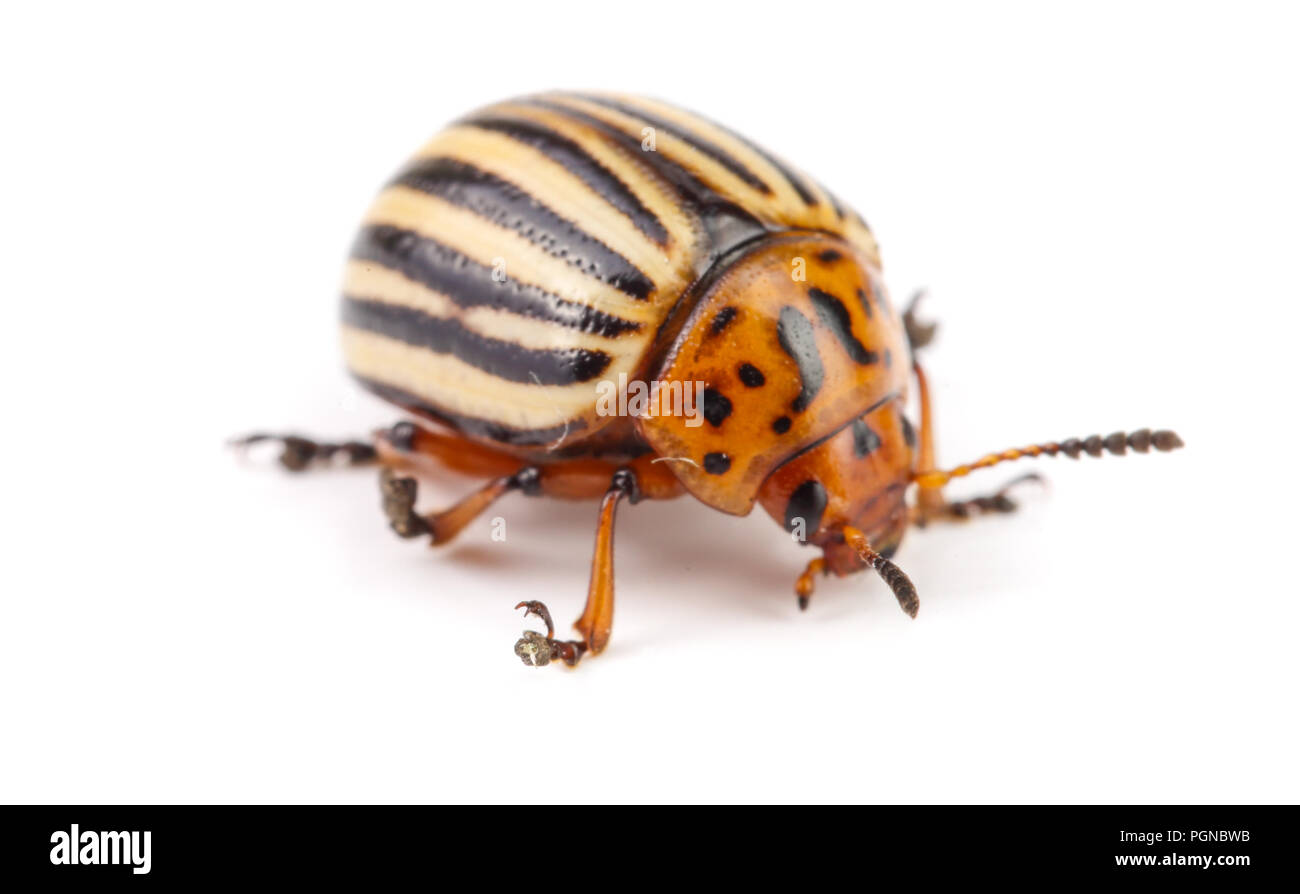 Colorado Potato Beetle isolated on white background Stock Photo - Alamy