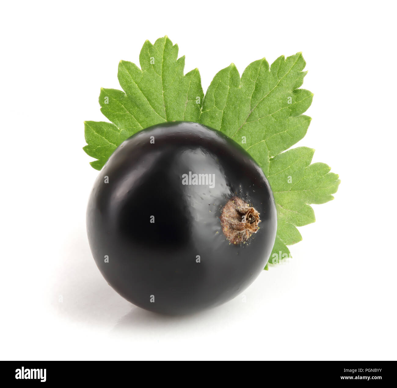 one black currant with leaf isolated on white background Stock Photo ...