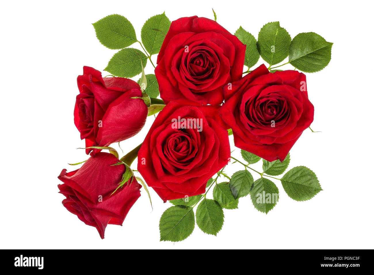 Five Petal Red Rose High Resolution Stock Photography and Images - Alamy