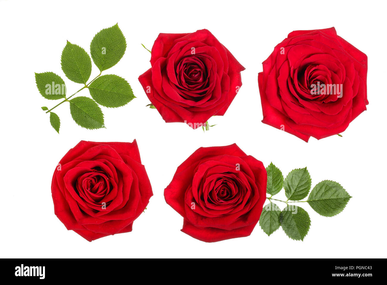 beautiful red rose isolated on white background Stock Photo - Alamy