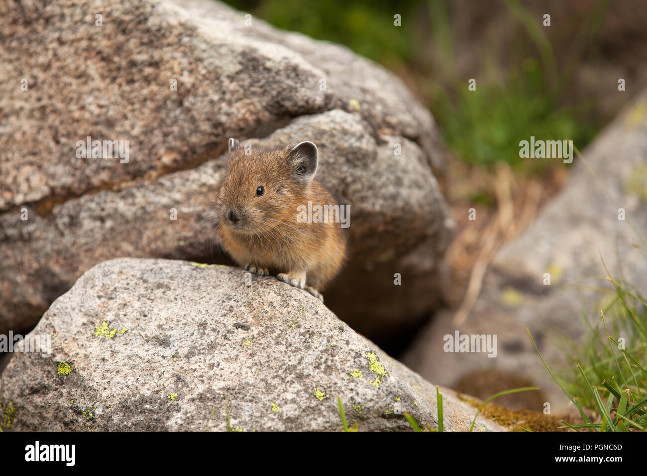 American Pika in Mt Rainier National Park sitting on a rock Stock Photo ...
