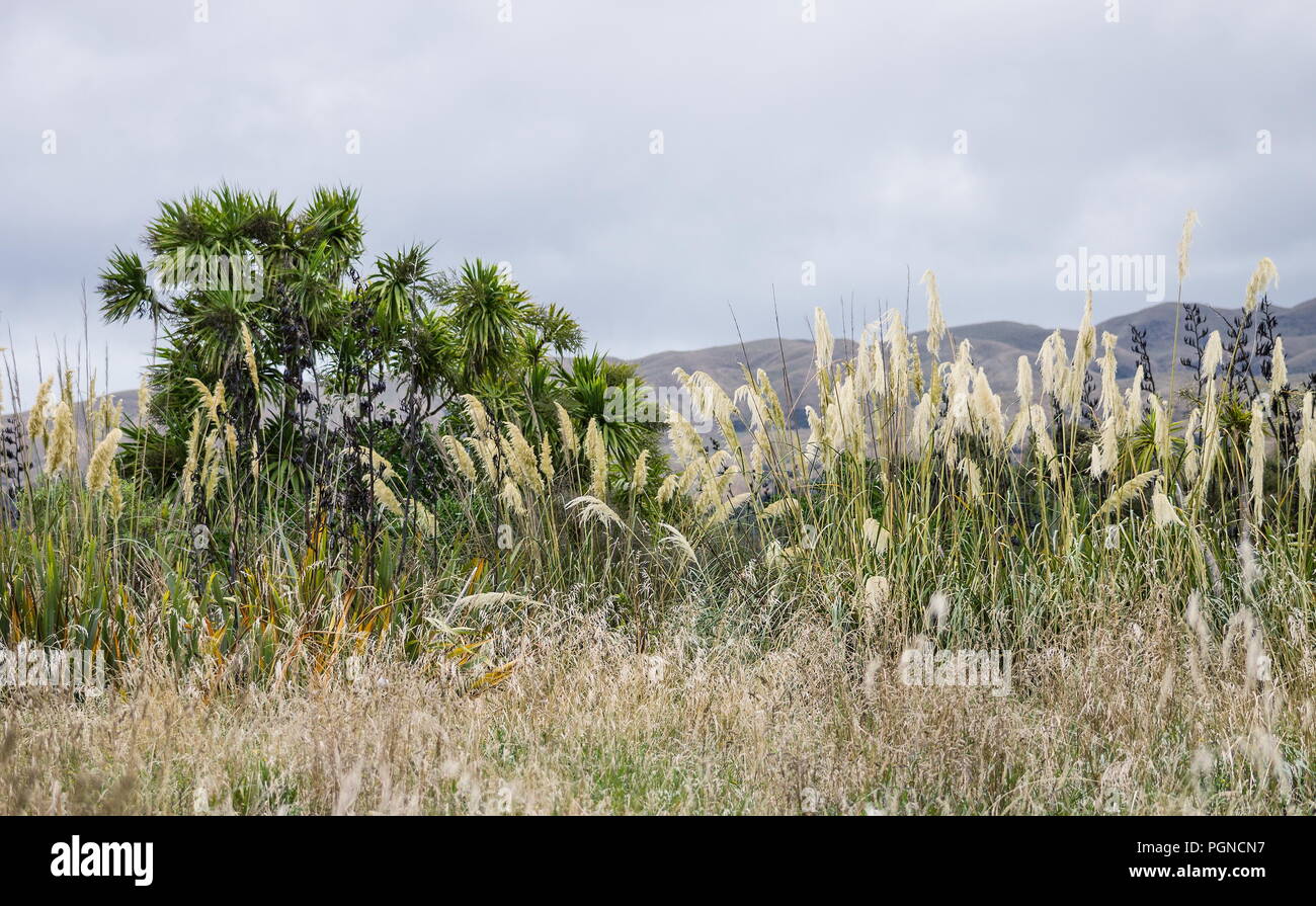 Landscape view of native New Zealand Vegetation Stock Photo - Alamy