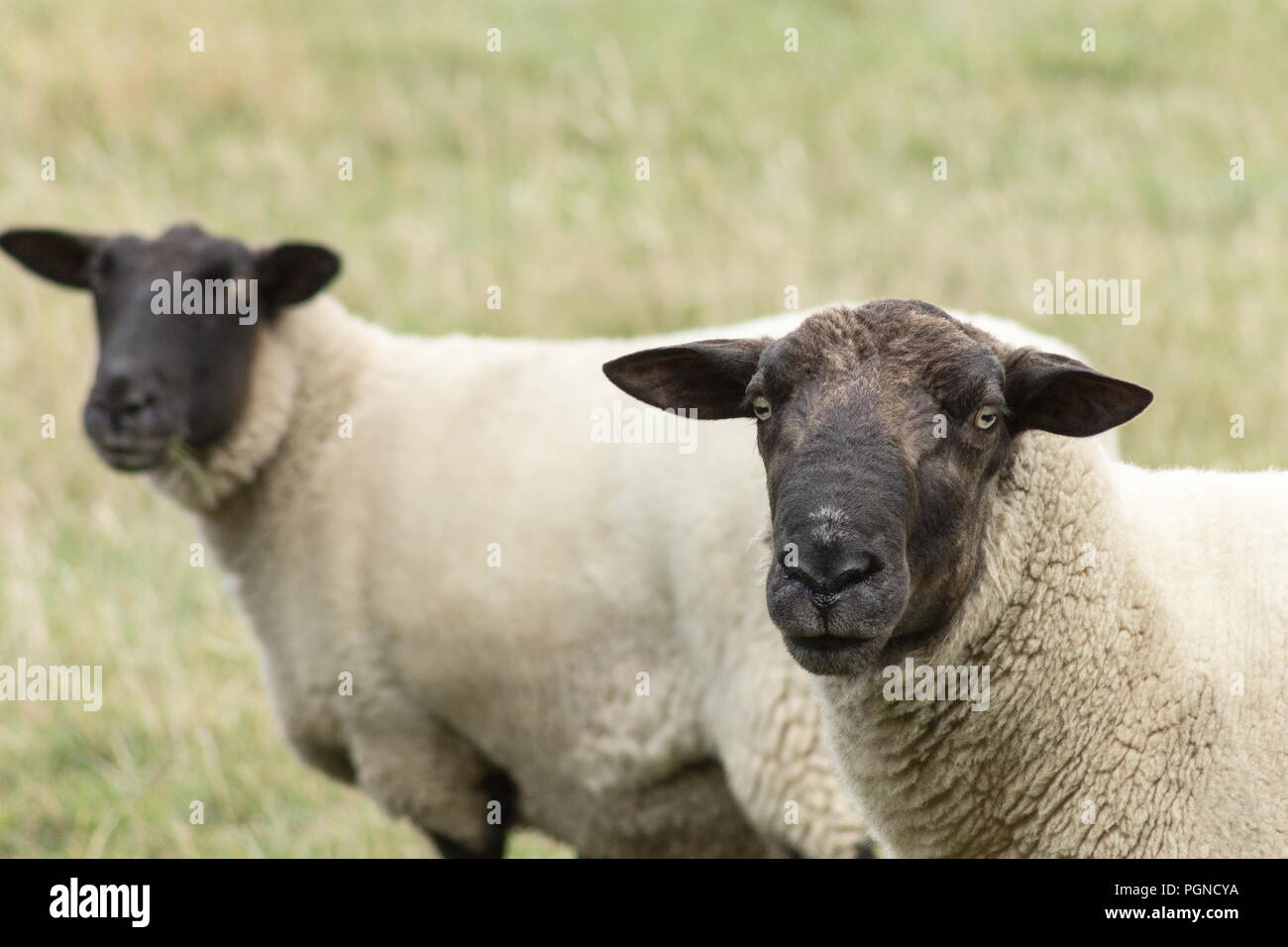 Close up image of New Zealand Suffolk Sheep Stock Photo - Alamy