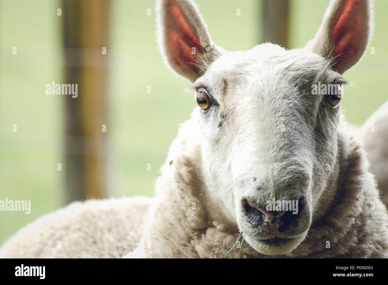 Close up ewe hi-res stock photography and images - Alamy