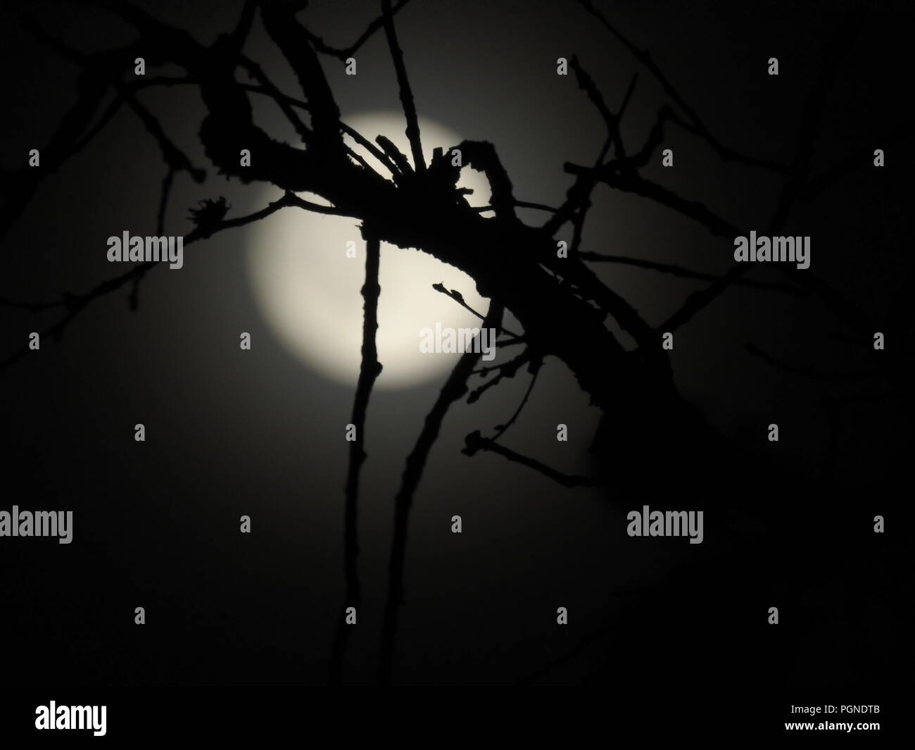 Night background moon tree hi-res stock photography and images - Alamy