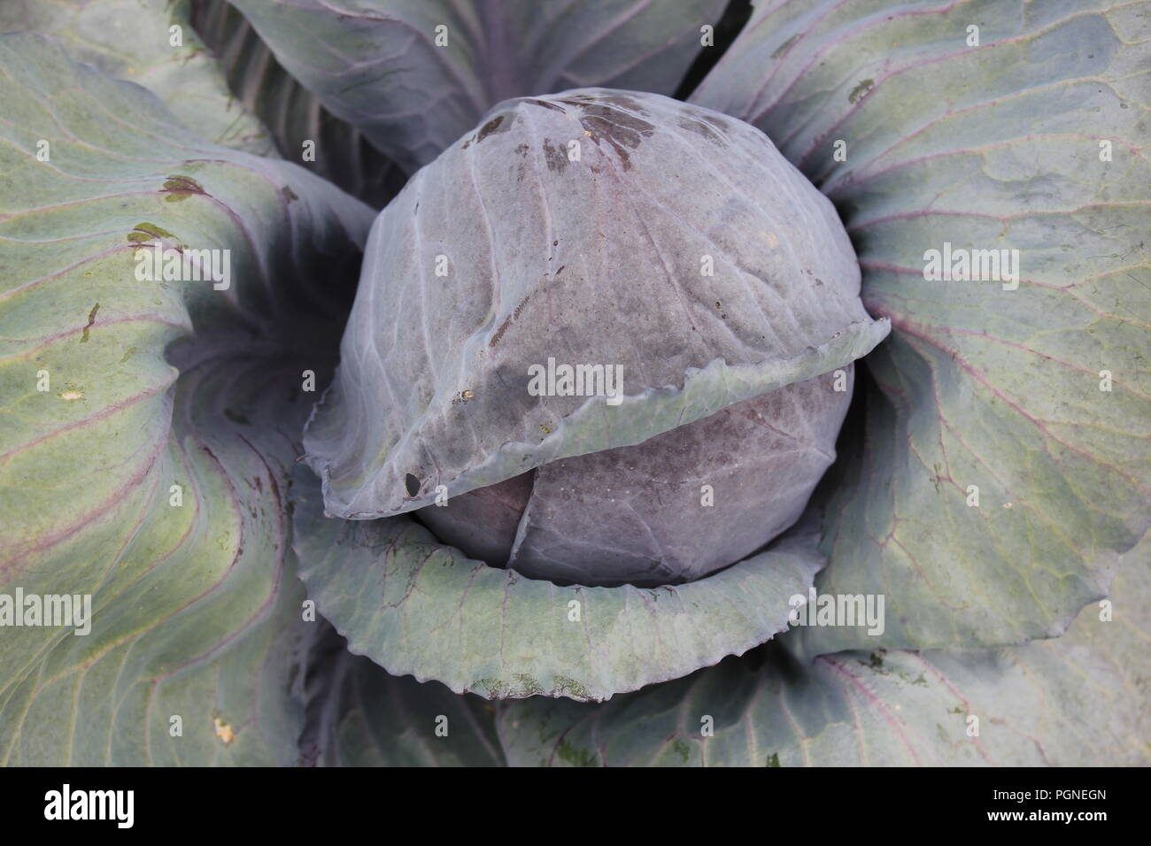 Heads of purple cabbage growing in the summer garden Stock Photo - Alamy