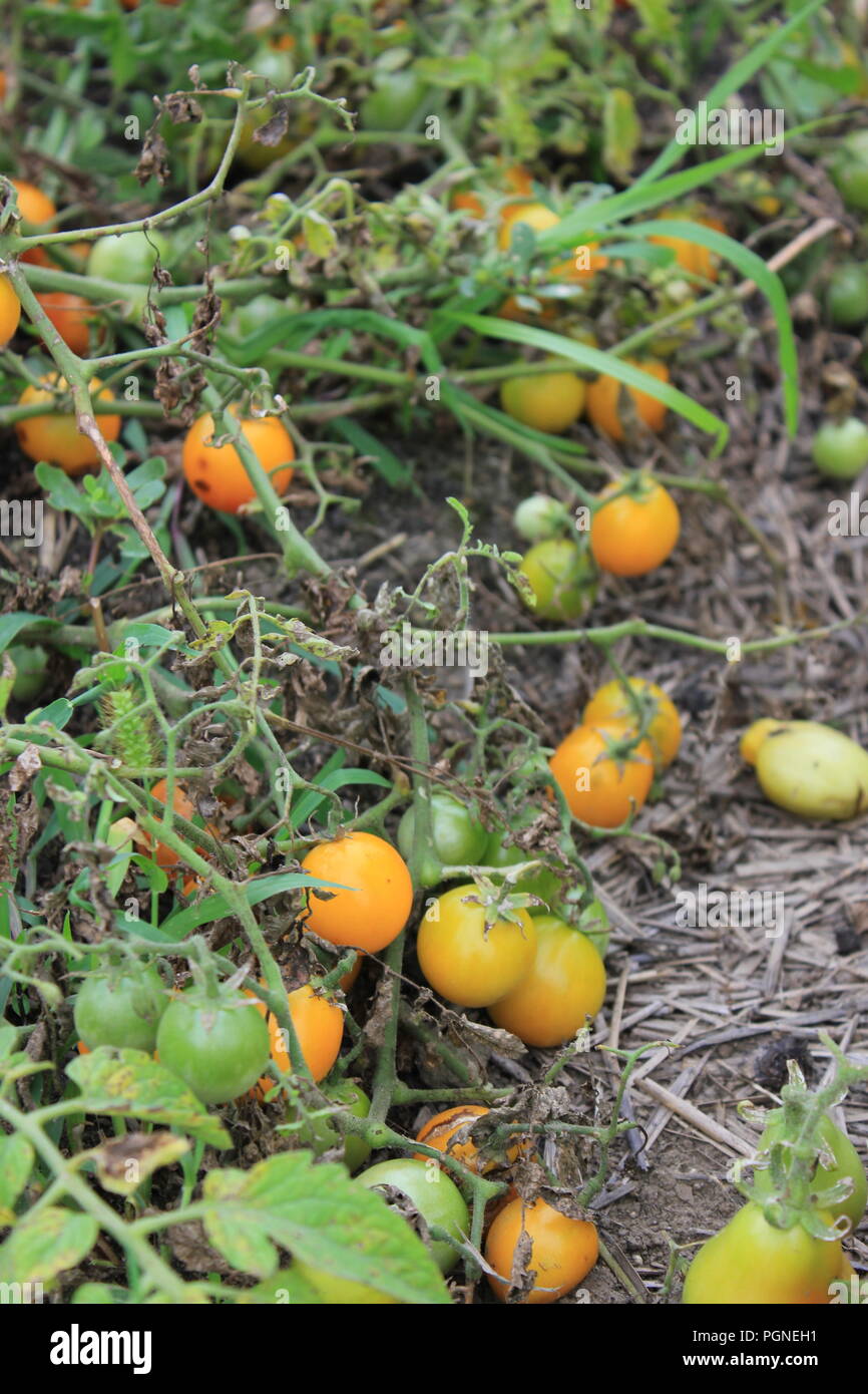 Tomato plant with ripe yellow tomatoes on the vine Stock Photo - Alamy