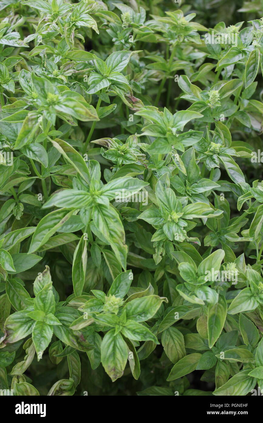 Basil, Ocimum basilicum, growing beautifully in the garden Stock Photo ...