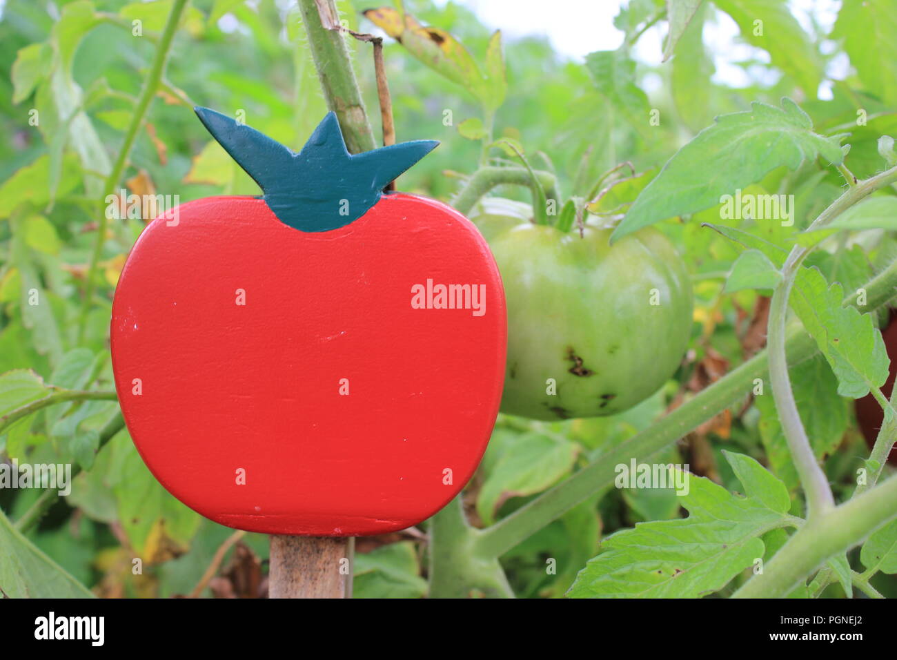 Red tomato sign alongside a green tomato hanging on the vine Stock ...