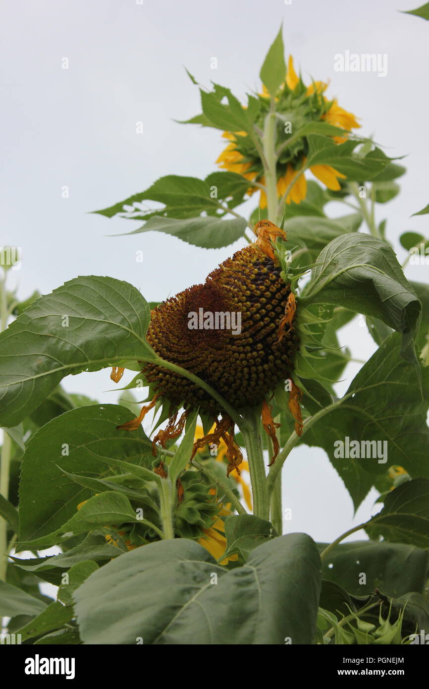 Tall Sunflowers High Resolution Stock Photography and Images - Alamy