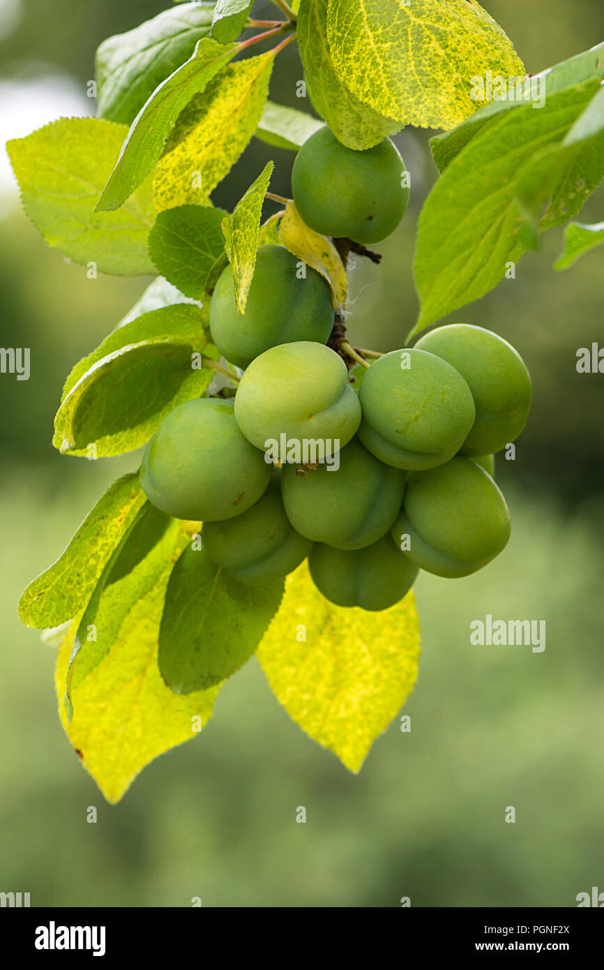 Immature tree hi-res stock photography and images - Alamy