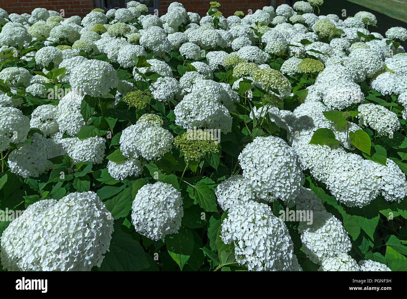 Blooming, white Hortensias (Hydrangea), Germany Stock Photo - Alamy