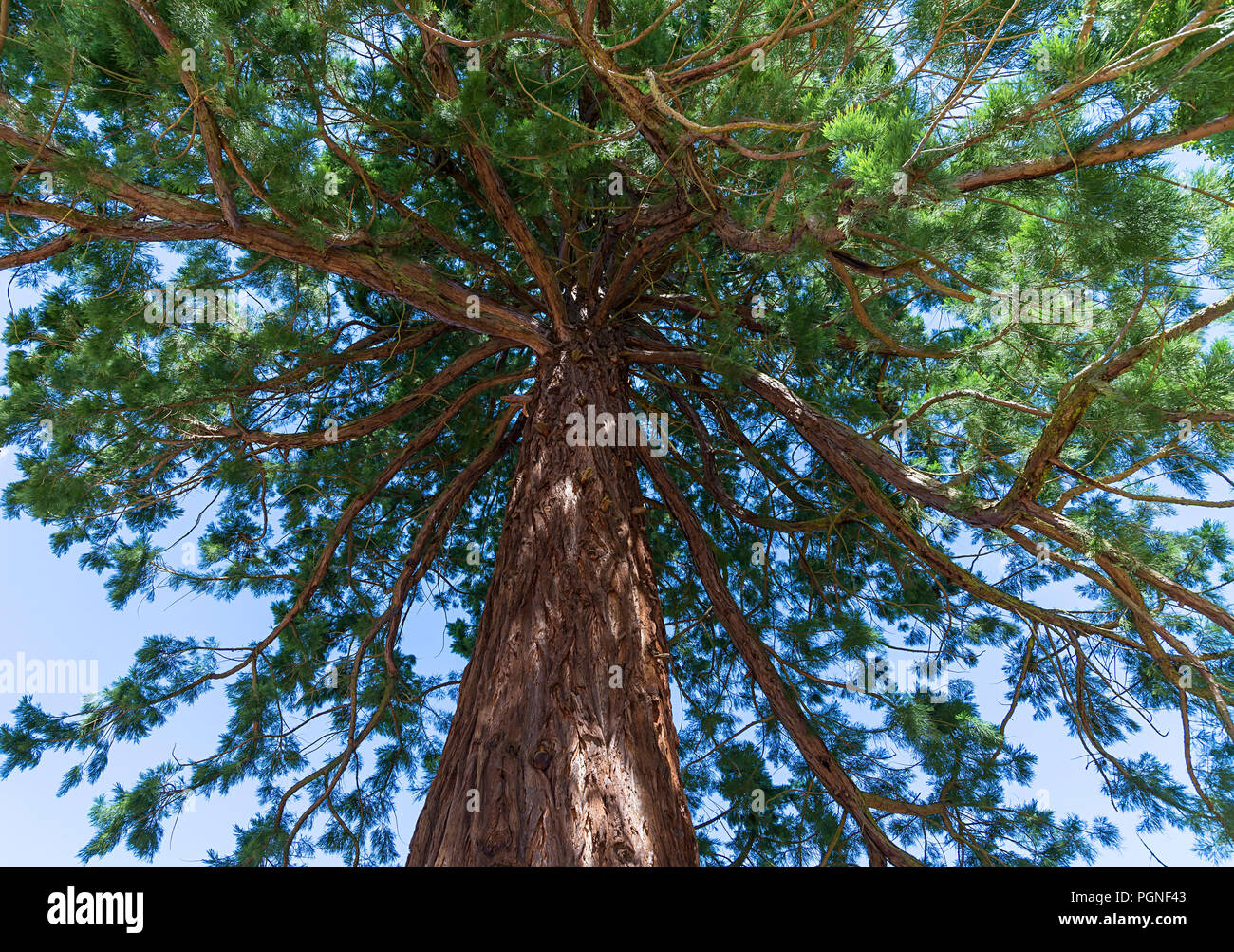 Sequoia (Sequoiadendron giganteum), Germany Stock Photo - Alamy