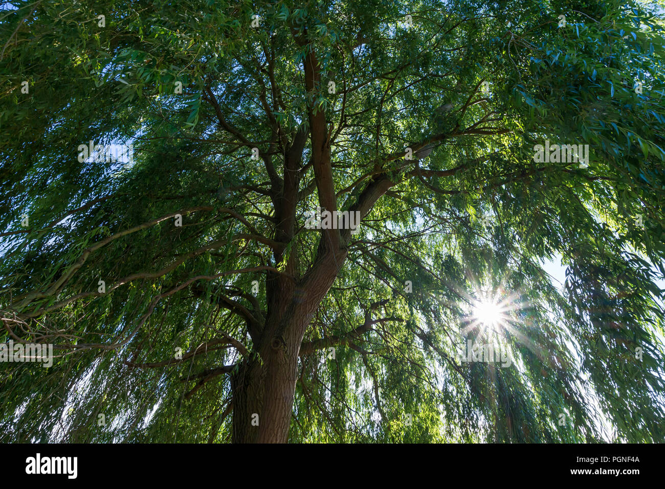 Willows tree (Salix) with solar reflex, Germany Stock Photo - Alamy
