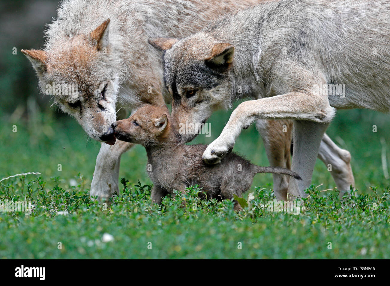 Algonquin wolves canis lupus lycaon hi-res stock photography and images ...