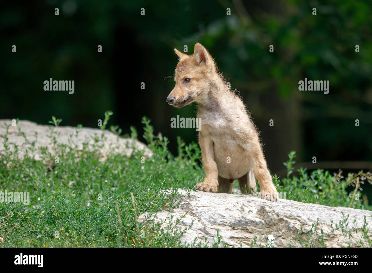 Puppy wolf hi-res stock photography and images - Alamy